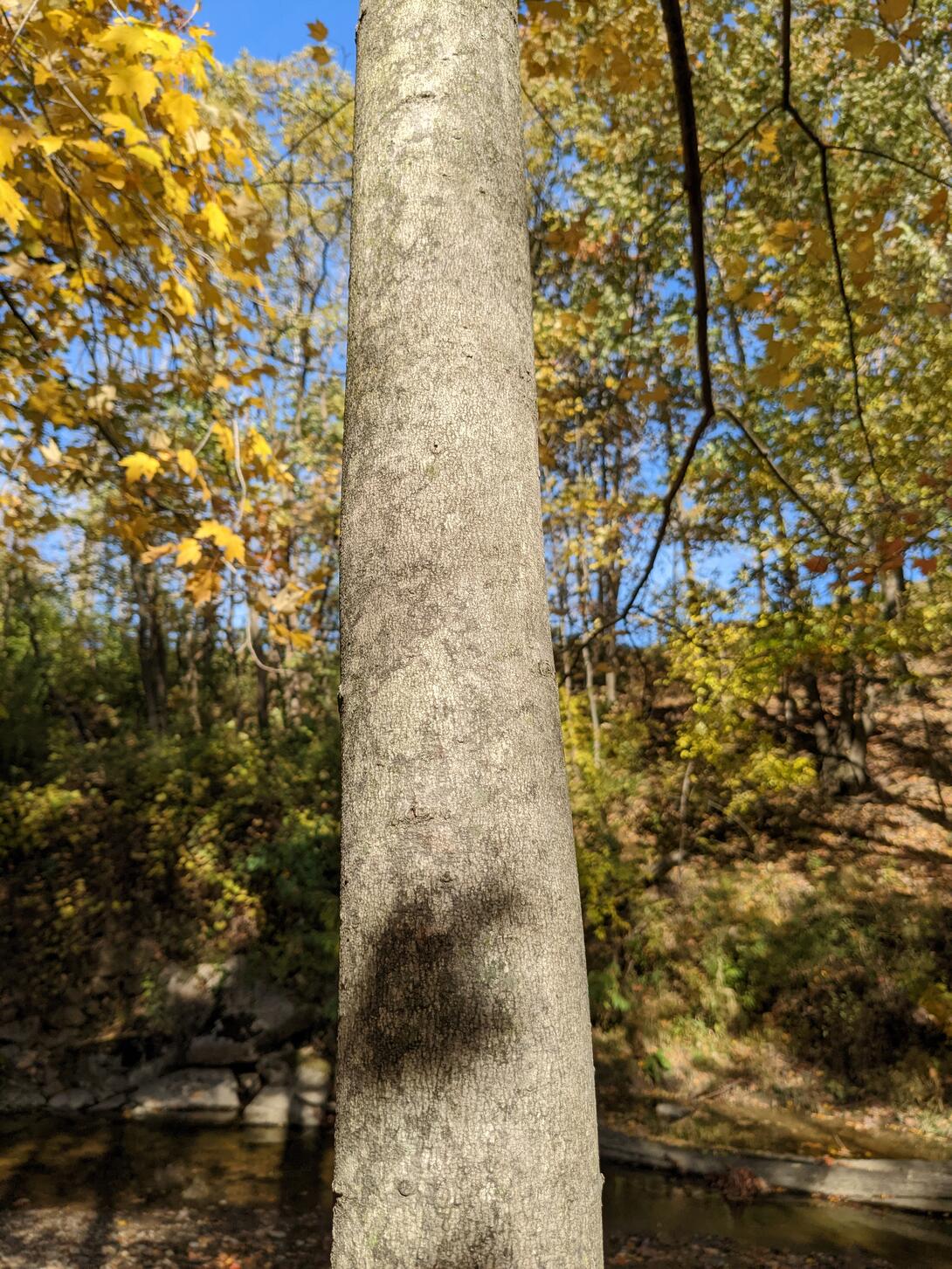 Sugar Maple | CMP Tree Selection Tool